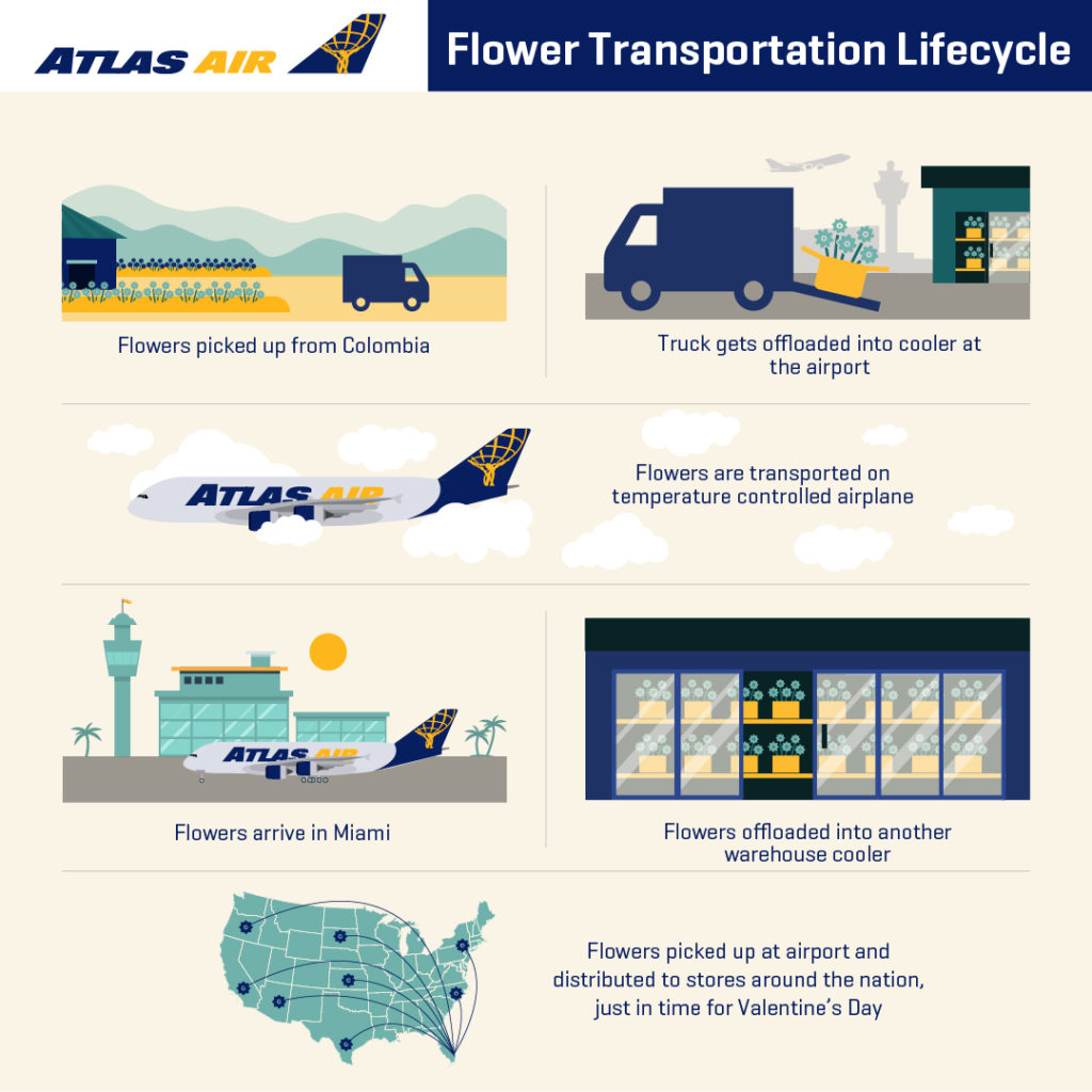 Atlas-FlowerTransportation-Infographic-1080x1080 - Atlas Air Worldwide