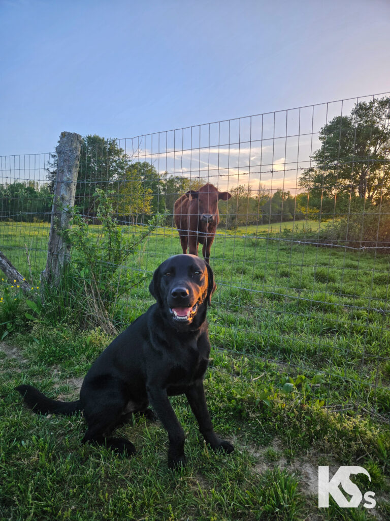 Thomas and Titan the Service Dog Get a New Leash on Life - Atlas Air ...